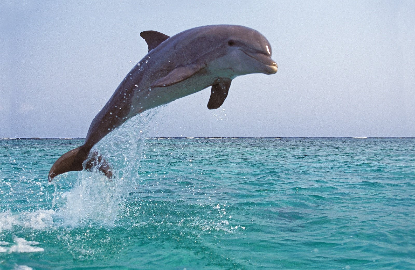 42 Gray Animals Found in Nature and Their Colorful Features | Color ...