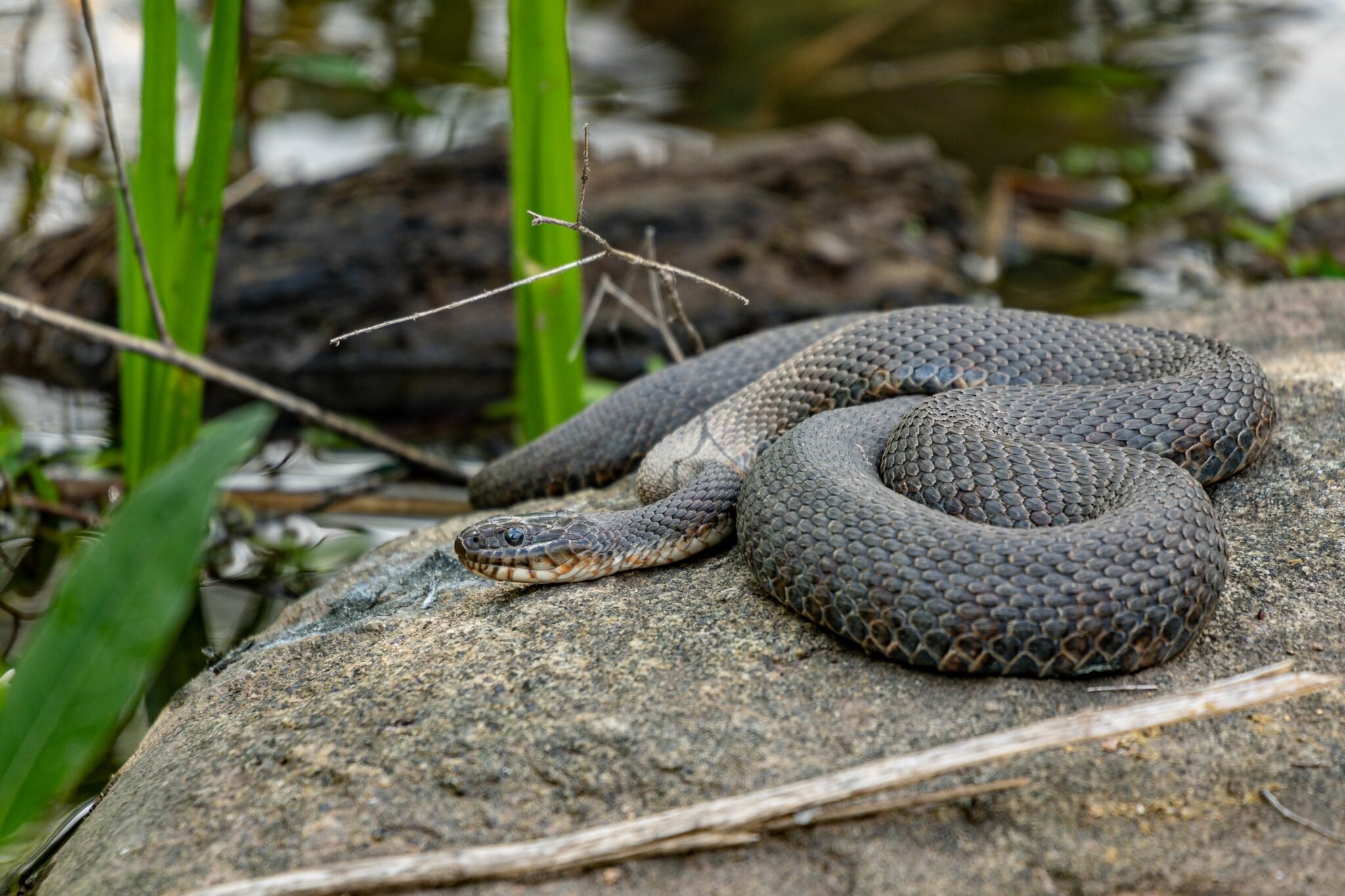 42 Gray Animals Found in Nature and Their Colorful Features | Color ...