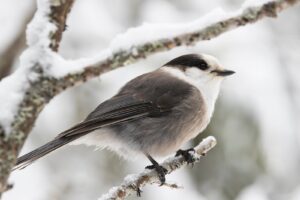 42 Gray Animals Found in Nature and Their Colorful Features | Color ...