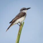 42 Gray Animals Found in Nature and Their Colorful Features | Color ...