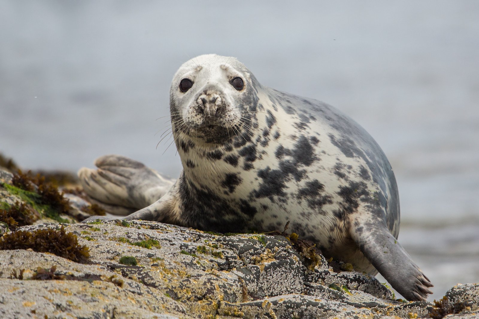 42 Gray Animals Found in Nature and Their Colorful Features | Color ...
