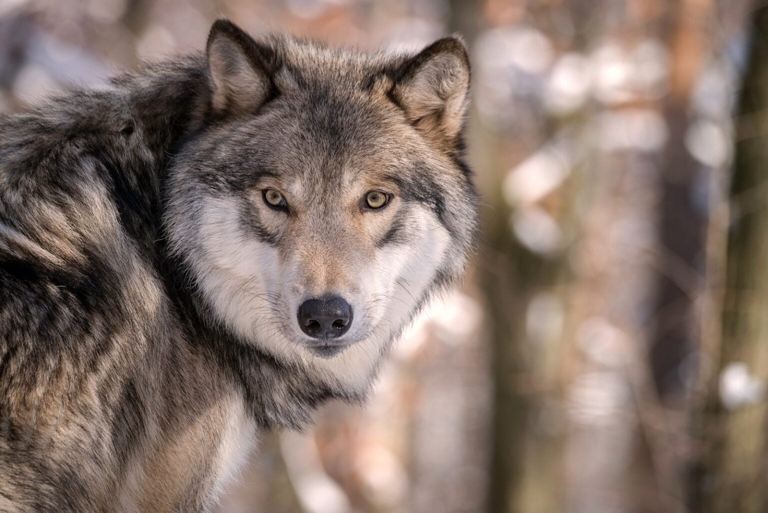 42 Gray Animals Found in Nature and Their Colorful Features | Color ...