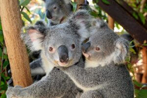 42 Gray Animals Found in Nature and Their Colorful Features | Color ...