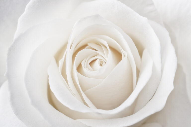 22 Rose Color Meanings: What Does Each Shade Symbolize? | Color Meanings