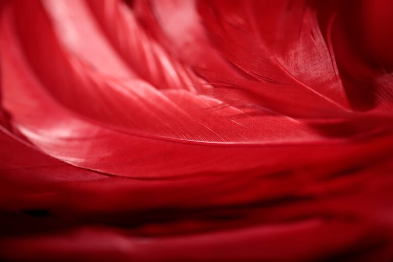 Red Feather Meaning and Symbolism | Color Meanings