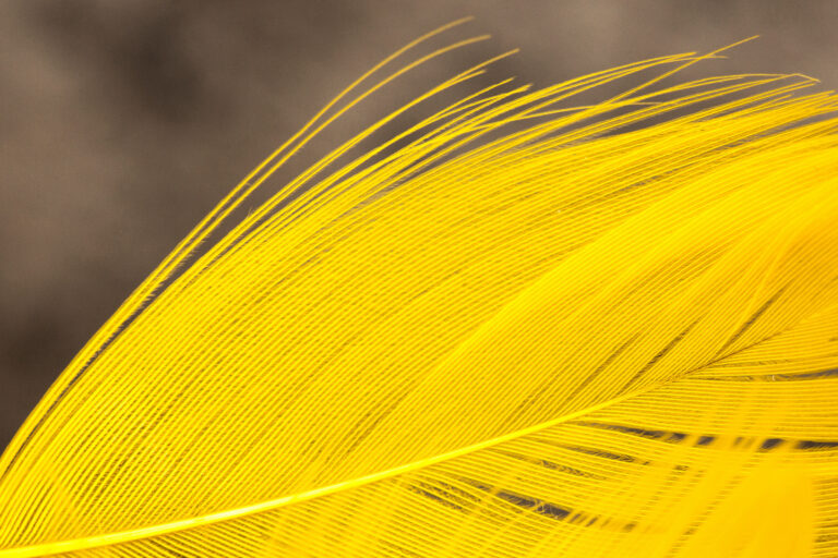 Yellow Feather Meaning and Symbolism | Color Meanings