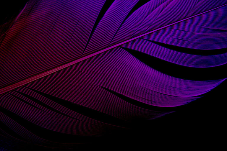 Purple Feather Meaning and Symbolism | Color Meanings