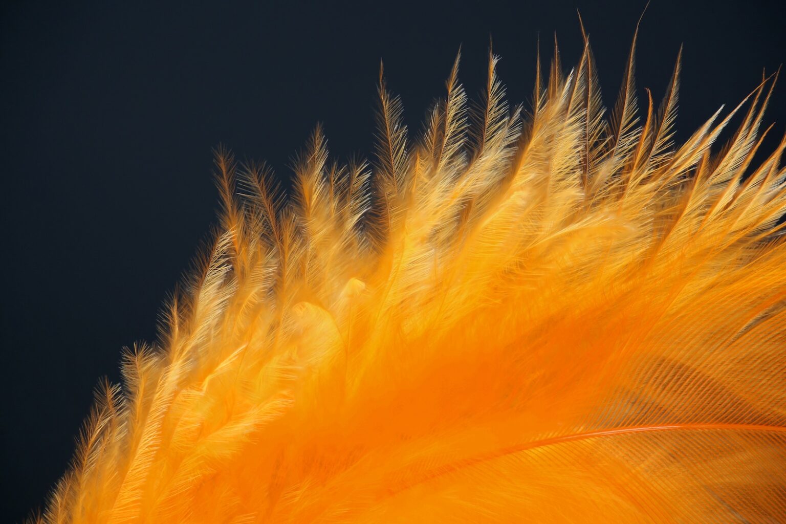 Orange Feather Meaning and Symbolism | Color Meanings