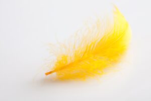 Yellow Feather Meaning and Symbolism | Color Meanings