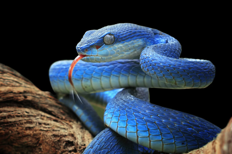 What Is the Rarest Color in Nature? - Color Meanings