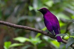 10 Bird Colors Symbolic Meanings Explained | Color Meanings