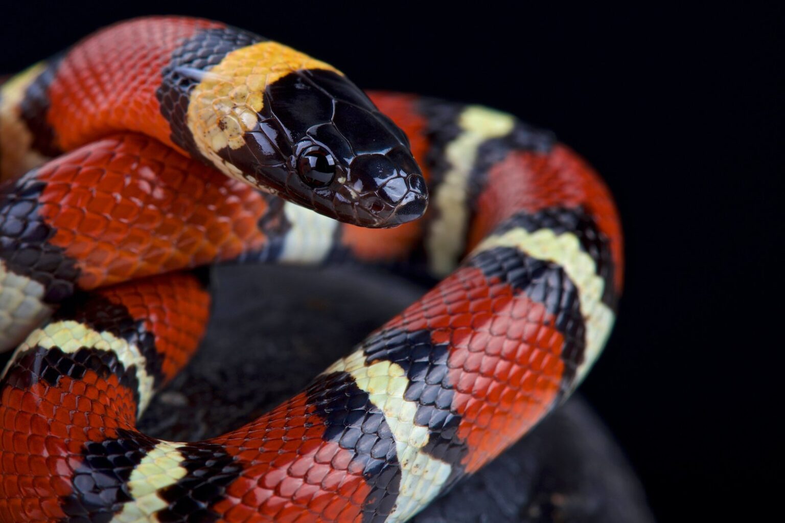 Aposematic Coloration: Nature’s Brightly Colored Warning Signs | Color ...