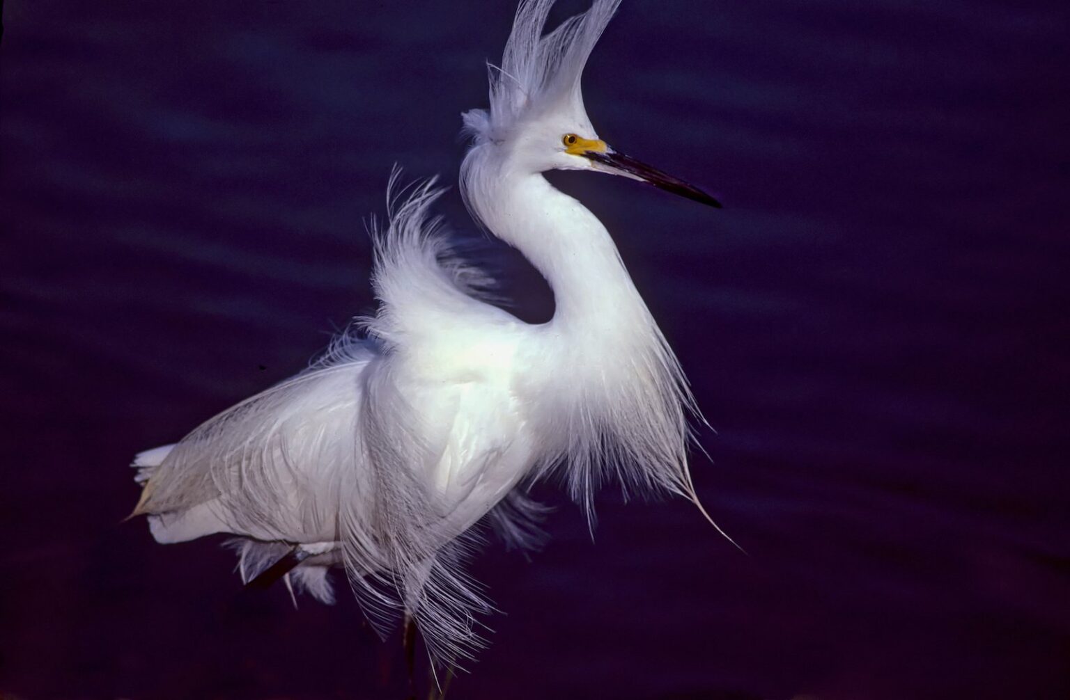 10 Bird Colors Symbolic Meanings Explained | Color Meanings