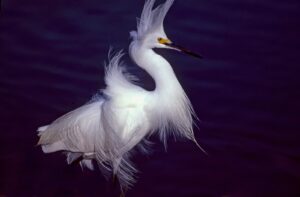 10 Bird Colors Symbolic Meanings Explained | Color Meanings