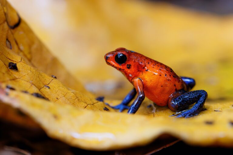 Aposematic Coloration: Nature’s Brightly Colored Warning Signs | Color ...