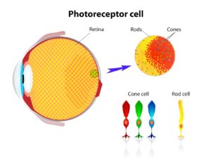 The Evolution of Color Vision in Humans and Animals | Color Meanings