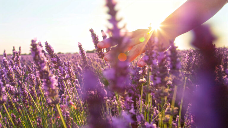 Purple Color Symbolism in Literature (Poetry and Prose) | Color Meanings