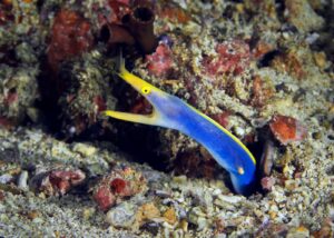 19 Impressive Animals That Can Naturally Change Colors | Color Meanings