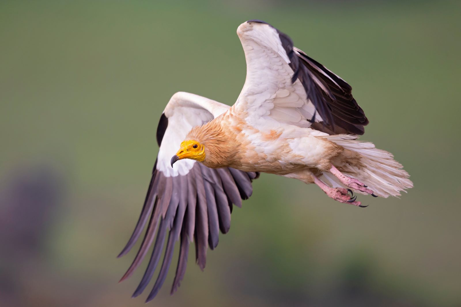 19 Impressive Animals That Can Naturally Change Colors | Color Meanings