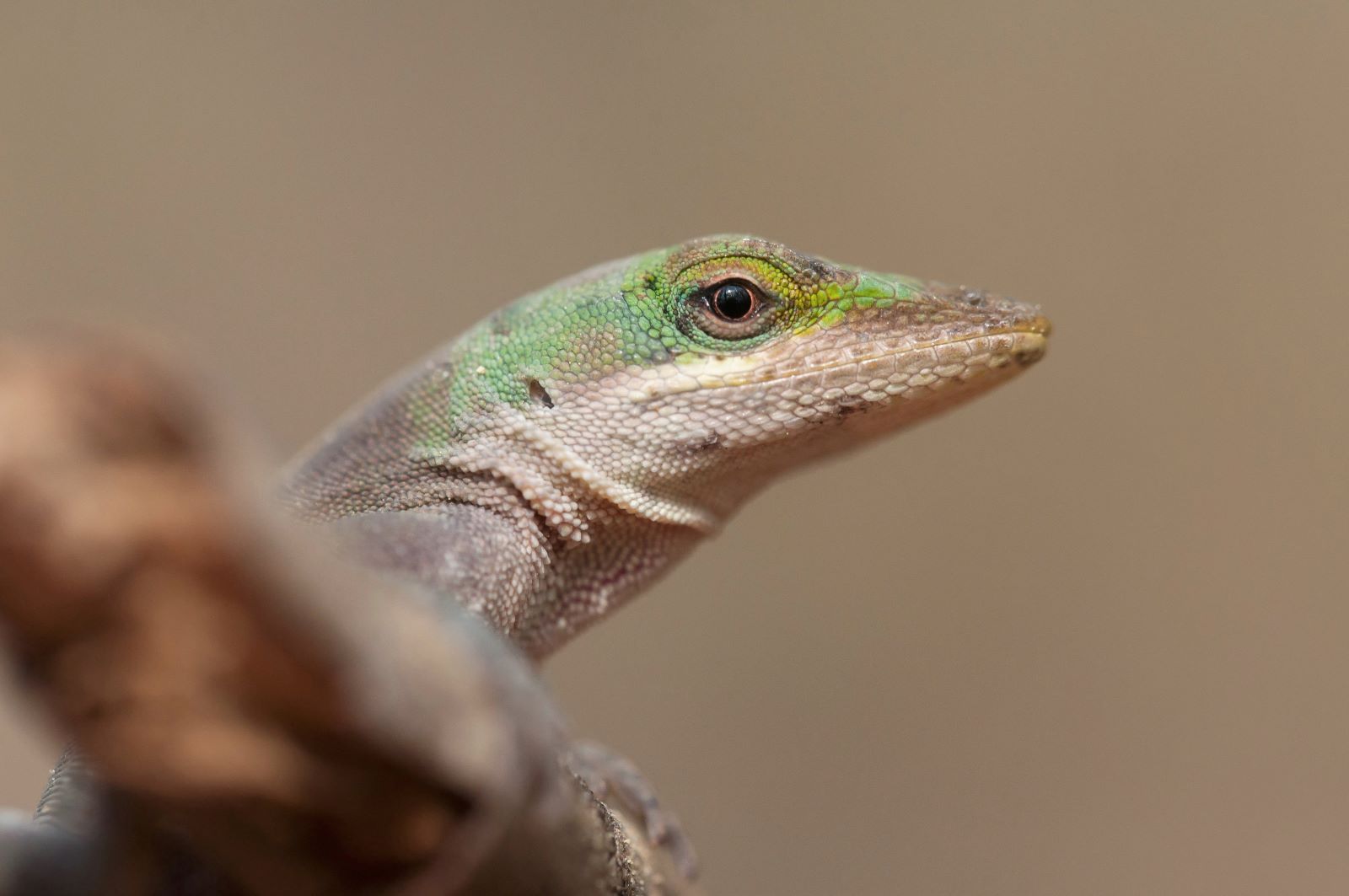 19 Impressive Animals That Can Naturally Change Colors | Color Meanings
