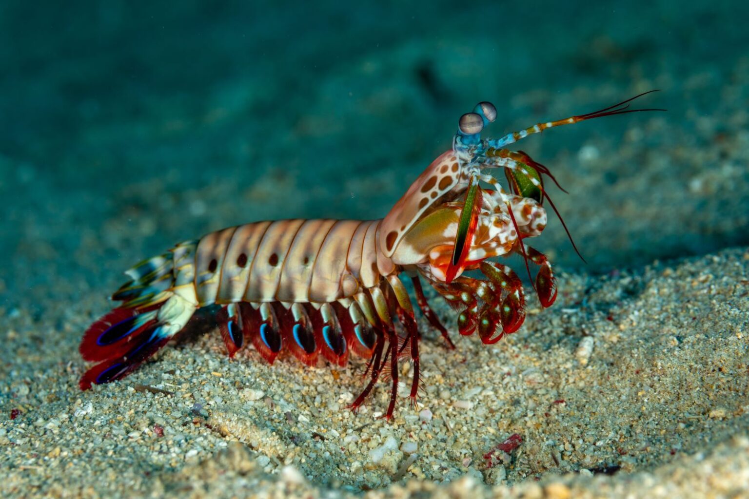 19 Impressive Animals That Can Naturally Change Colors | Color Meanings