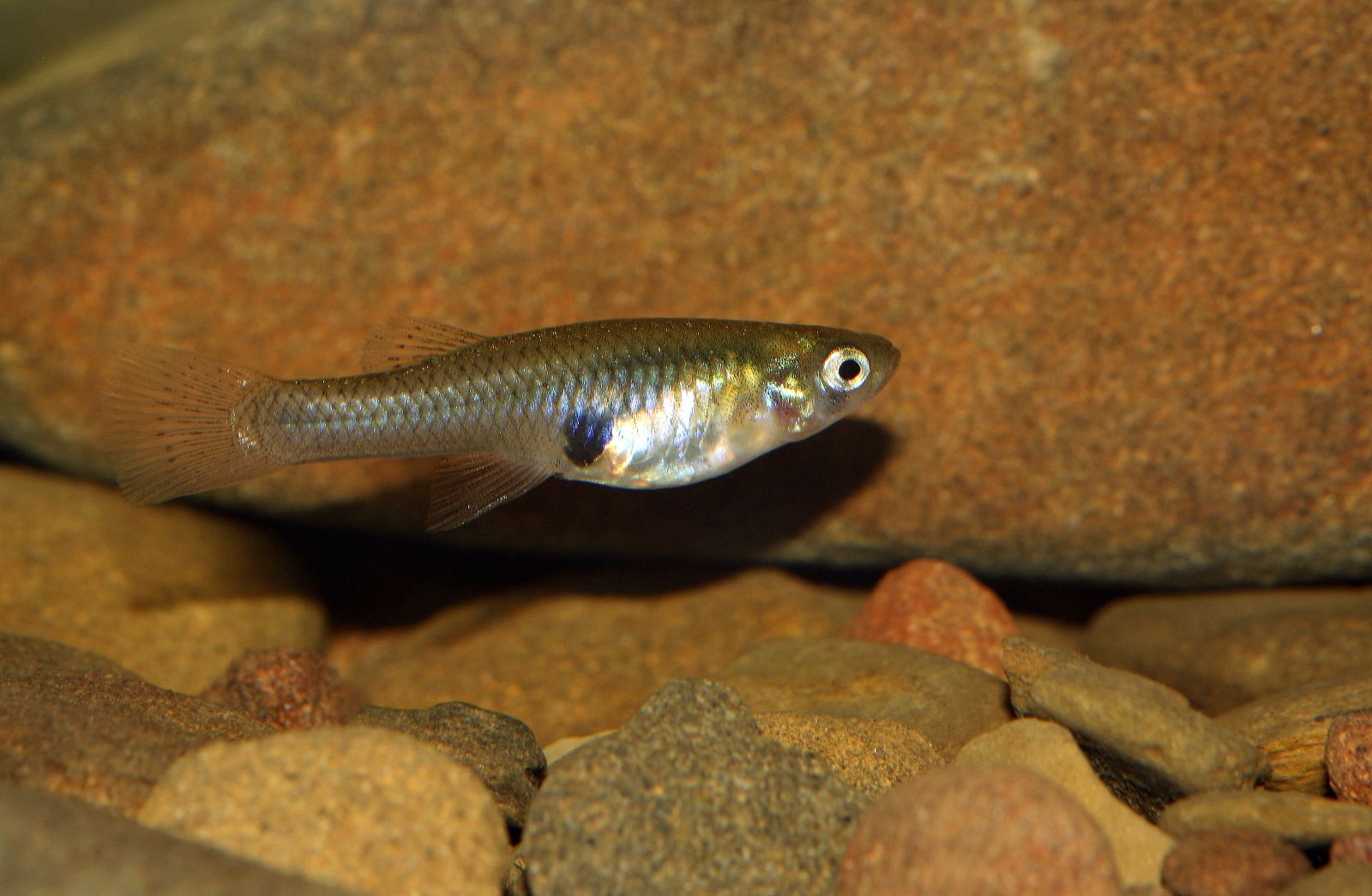 19 Impressive Animals That Can Naturally Change Colors | Color Meanings