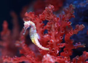 19 Impressive Animals That Can Naturally Change Colors | Color Meanings