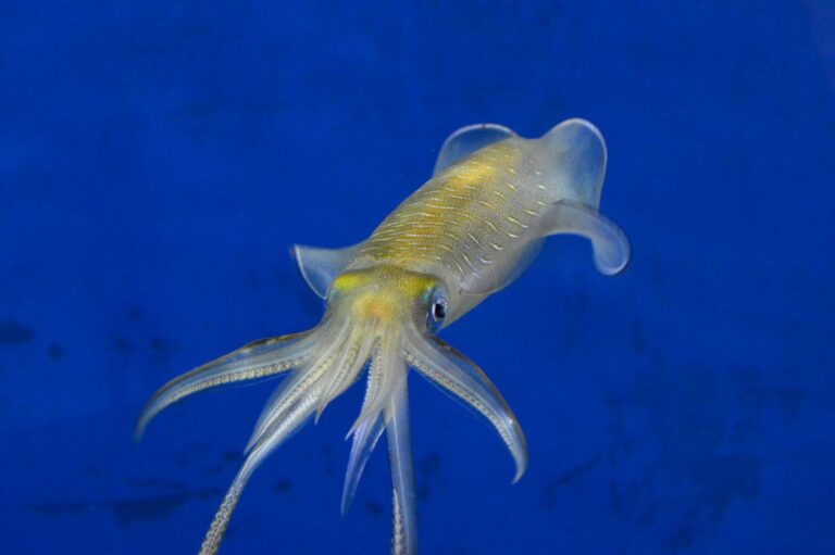 19 Impressive Animals That Can Naturally Change Colors | Color Meanings