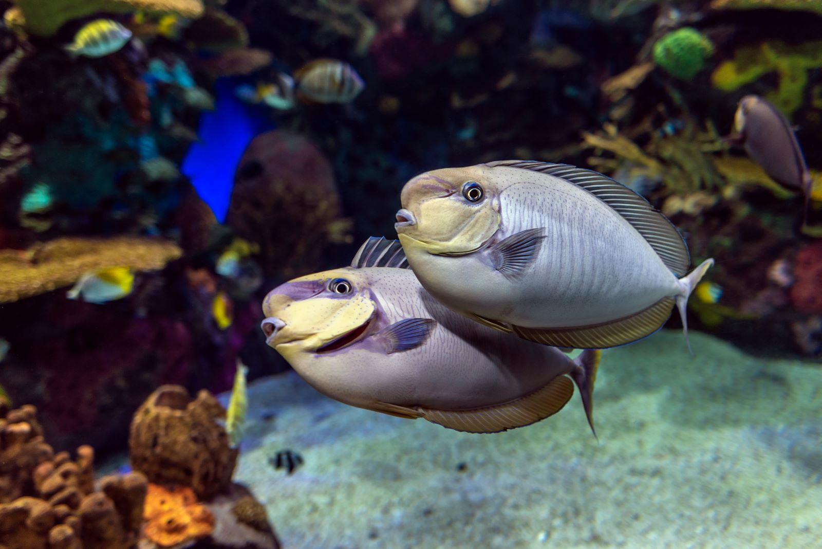 19 Impressive Animals That Can Naturally Change Colors | Color Meanings