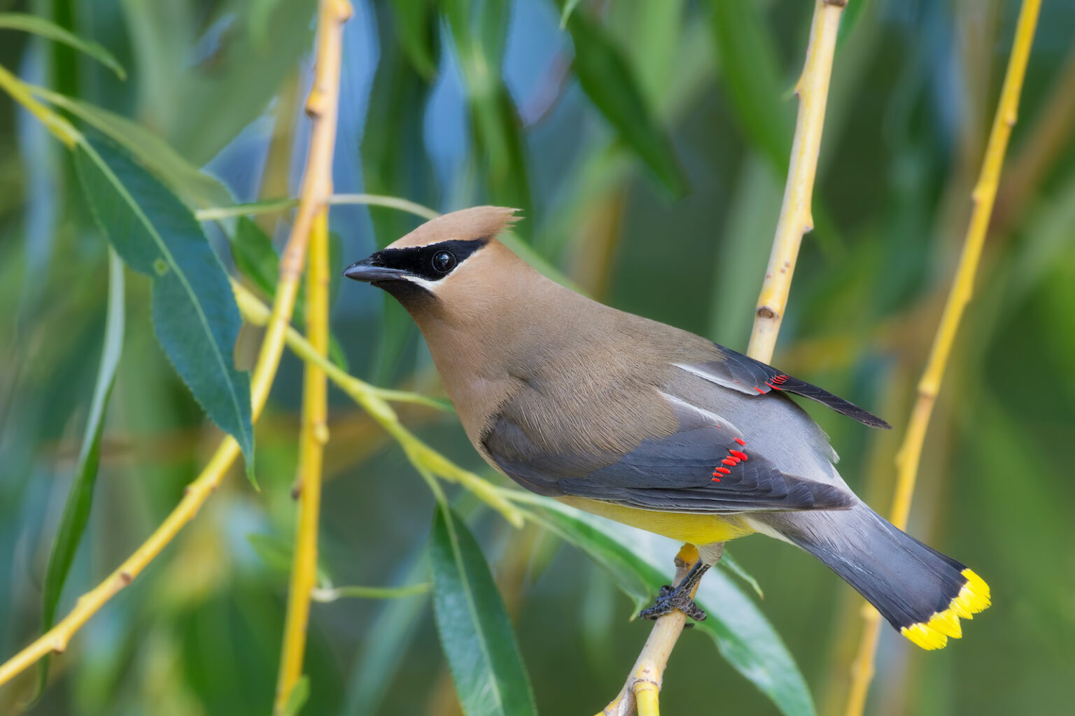 See the Stunning Colors These 15 Birds Develop Through Their Diet ...