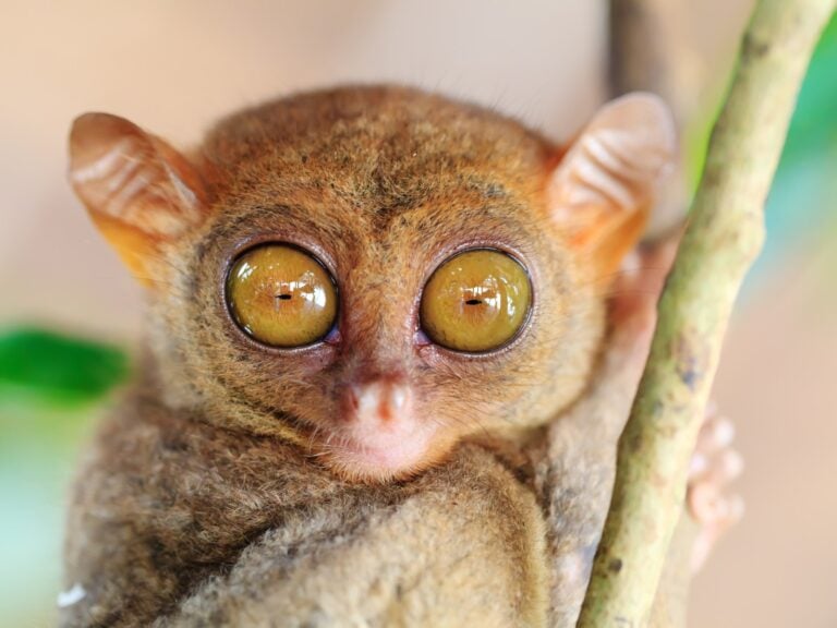 15 Animals With Eye Colors So Bizarre and Beautiful They Seem Unreal ...