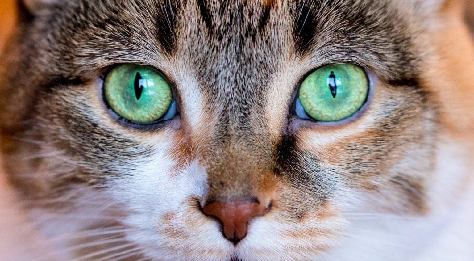 15 Animals With Eye Colors So Bizarre and Beautiful They Seem Unreal ...