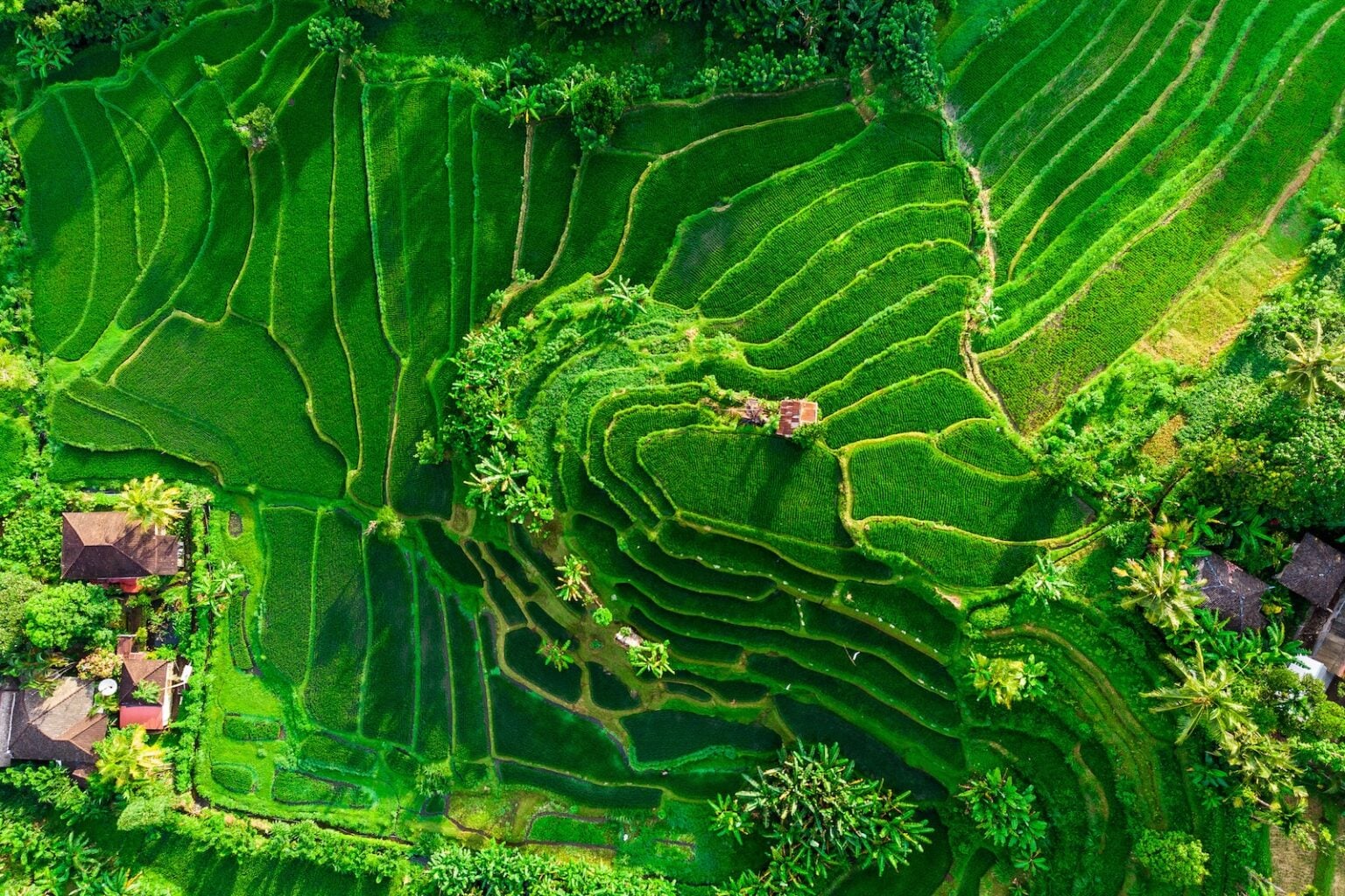 11 Amazing Facts About the Color Green That Will Change How You See It ...
