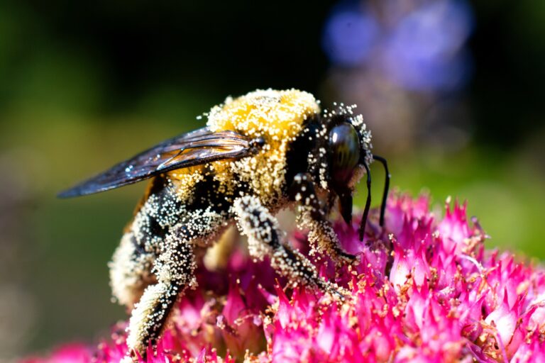 How Flowers Communicate Through Color: The Language of Pollination ...