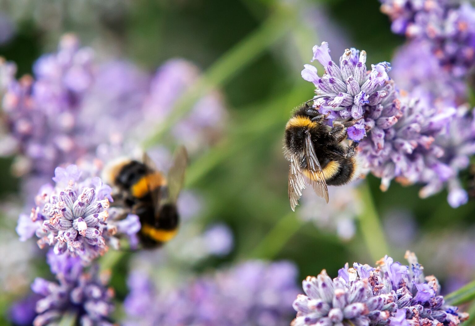 How Flowers Communicate Through Color: The Language of Pollination ...