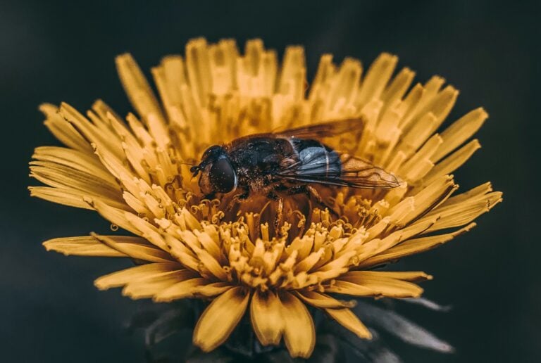 How Flowers Communicate Through Color: The Language of Pollination ...