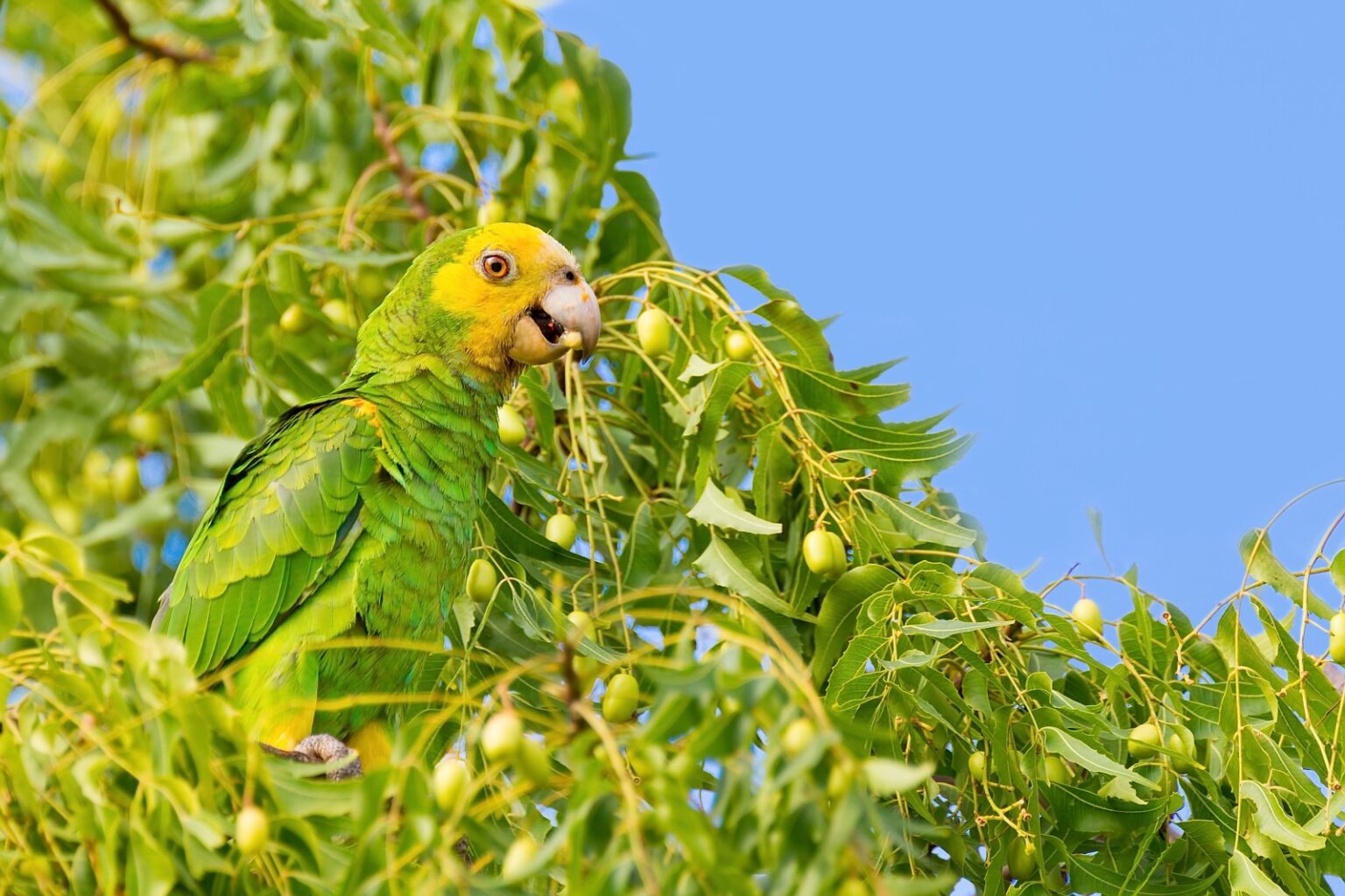 10 Surprising Reasons Birds Have So Many Vibrant Colors | Color Meanings