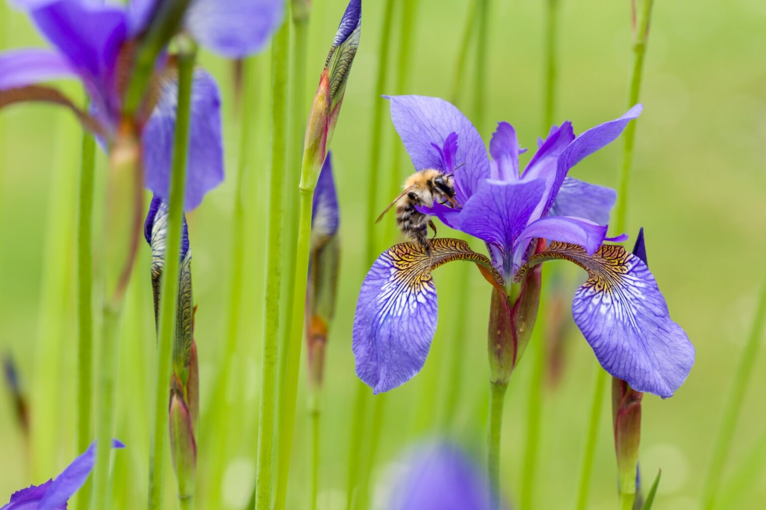 How Flowers Communicate Through Color: The Language of Pollination ...