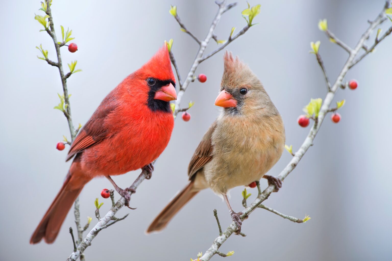 10 Surprising Reasons Birds Have So Many Vibrant Colors | Color Meanings