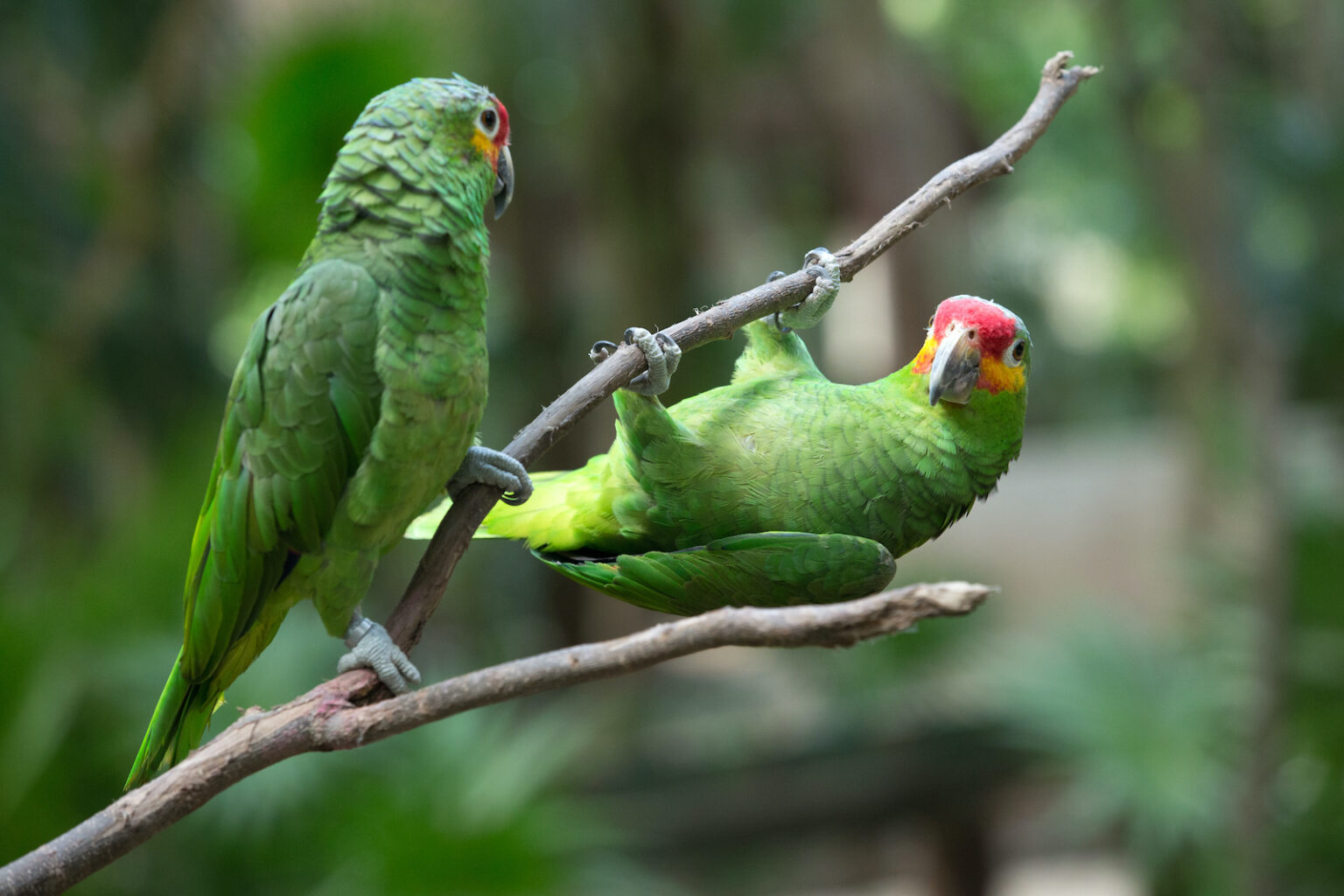 Discover the 50+ Green Colors Hidden in the Amazon Rainforest | Color ...