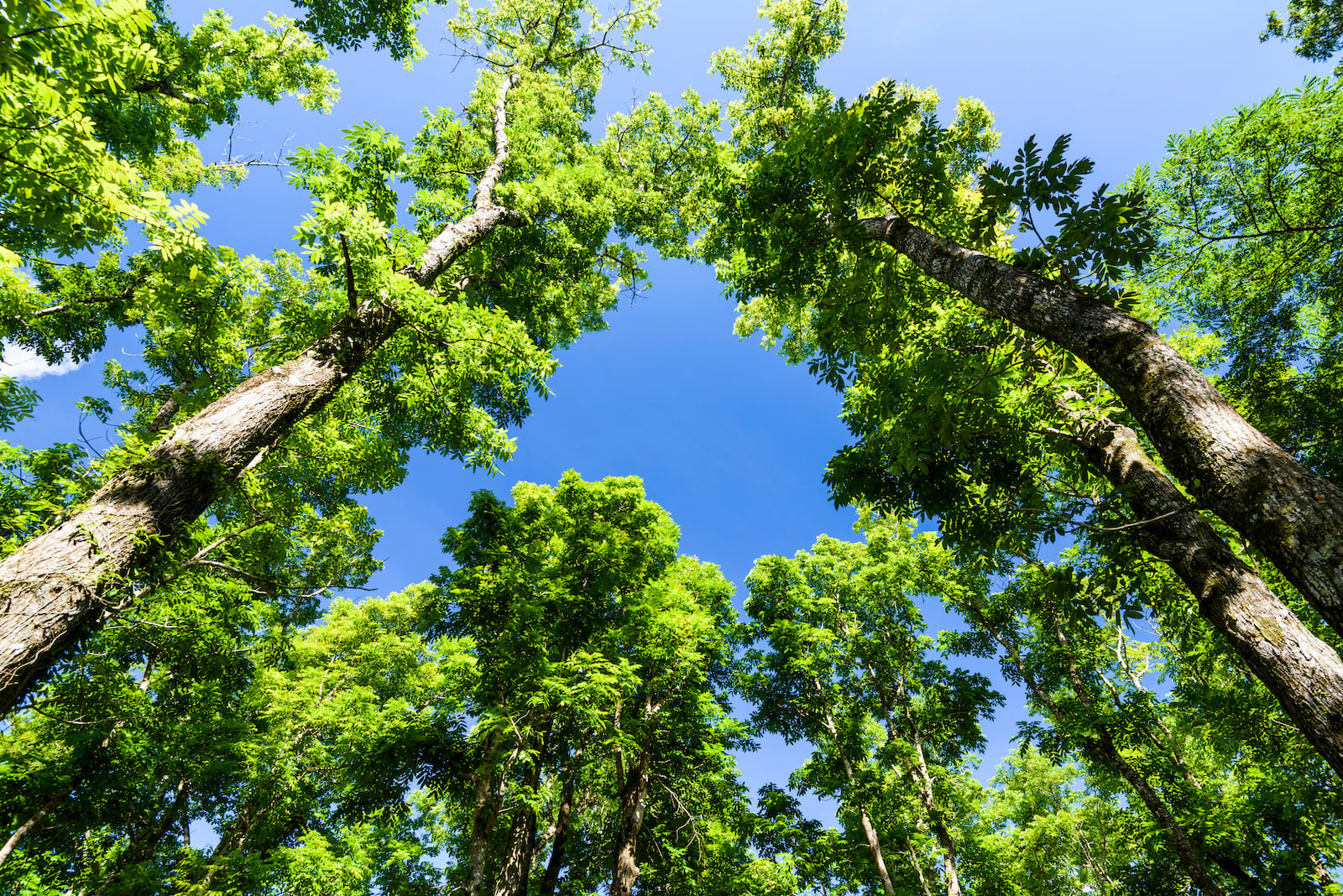 Discover the 50+ Green Colors Hidden in the Amazon Rainforest | Color ...