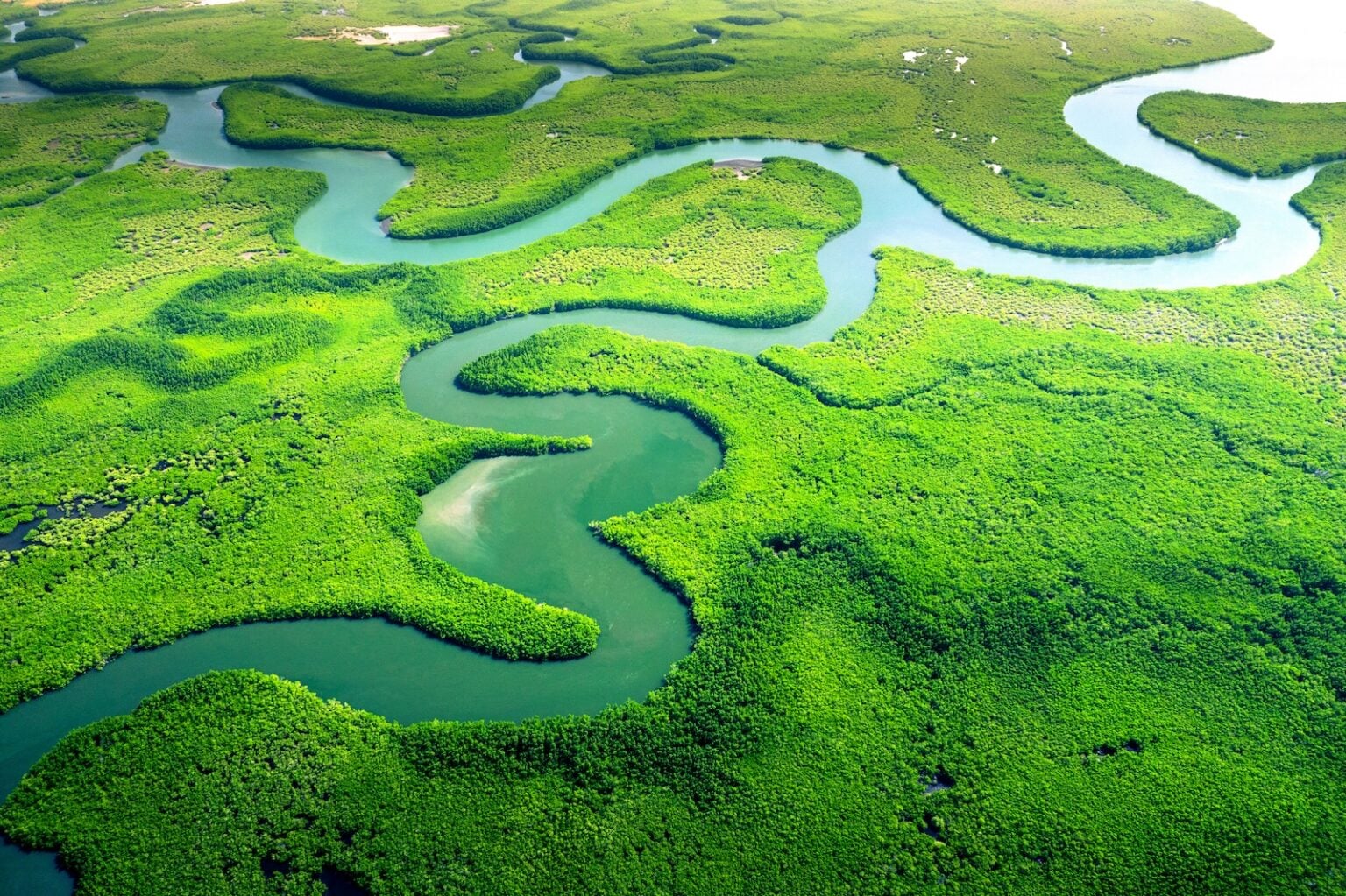 Discover the 50+ Green Colors Hidden in the Amazon Rainforest | Color ...