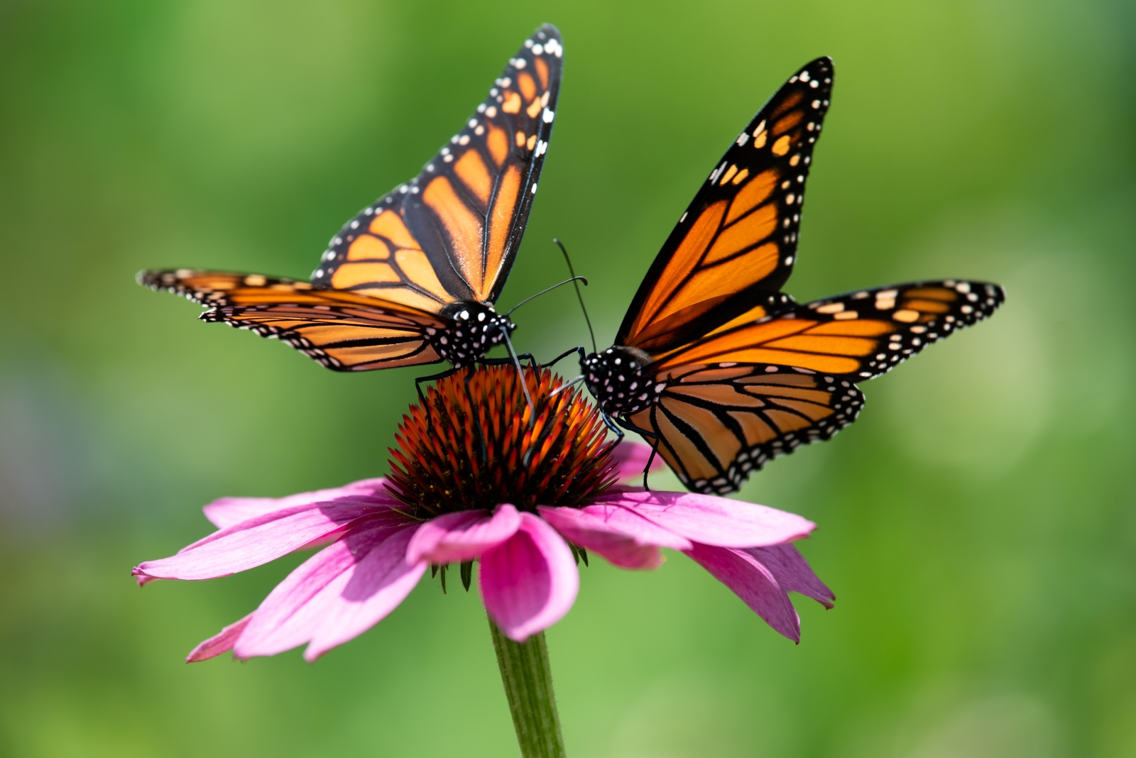 How These 10 Dazzling but Dangerous Animals Use Colors for Protection ...