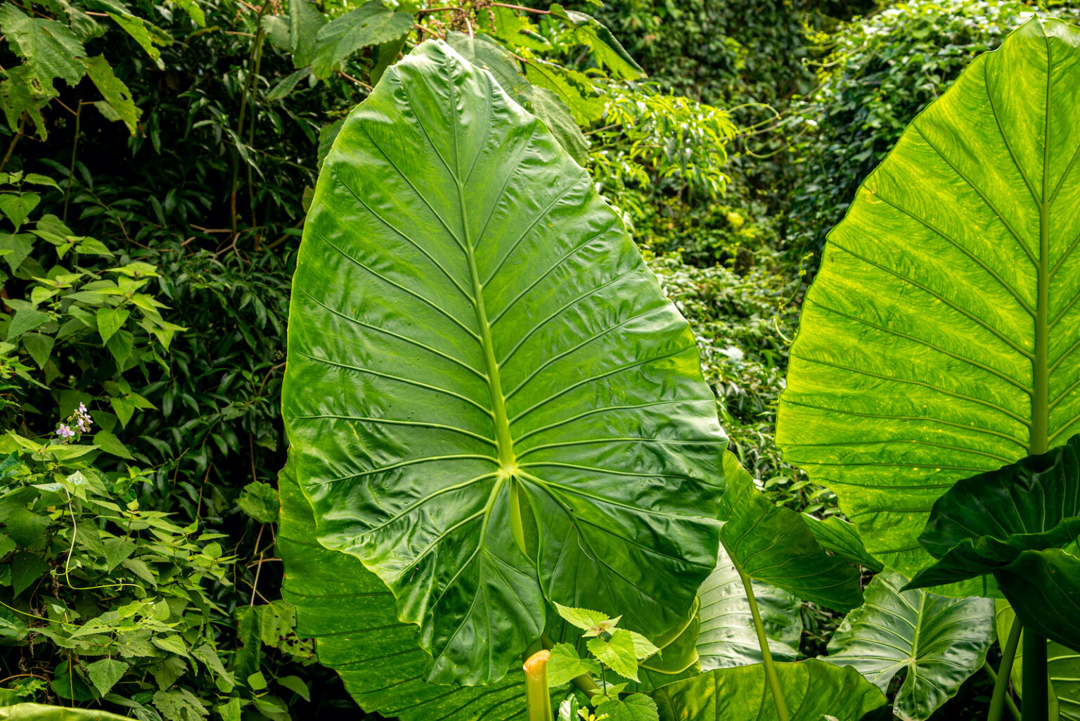 Discover the 50+ Green Colors Hidden in the Amazon Rainforest | Color ...