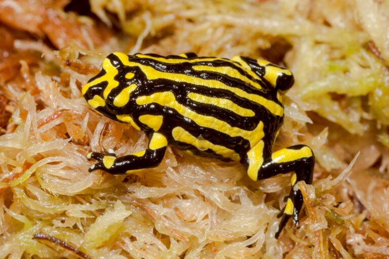 How These 10 Dazzling but Dangerous Animals Use Colors for Protection ...