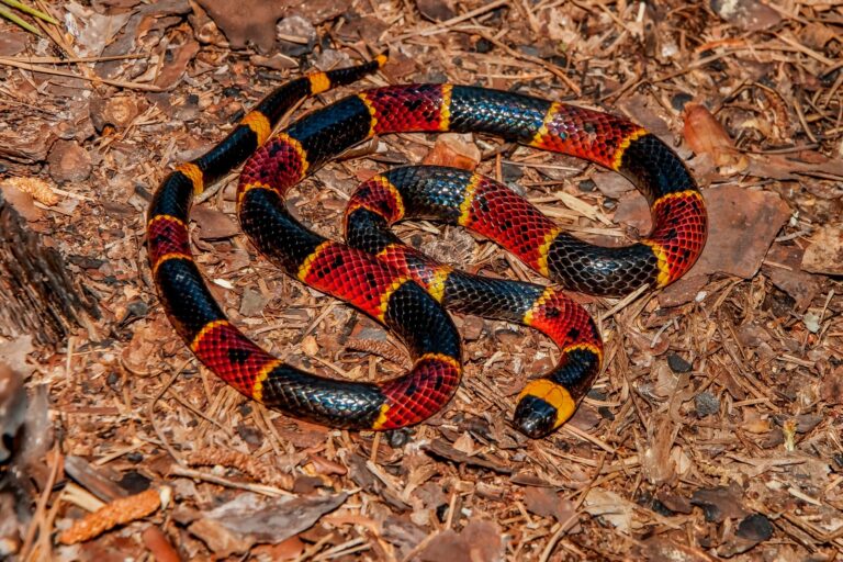 How These 10 Dazzling but Dangerous Animals Use Colors for Protection ...