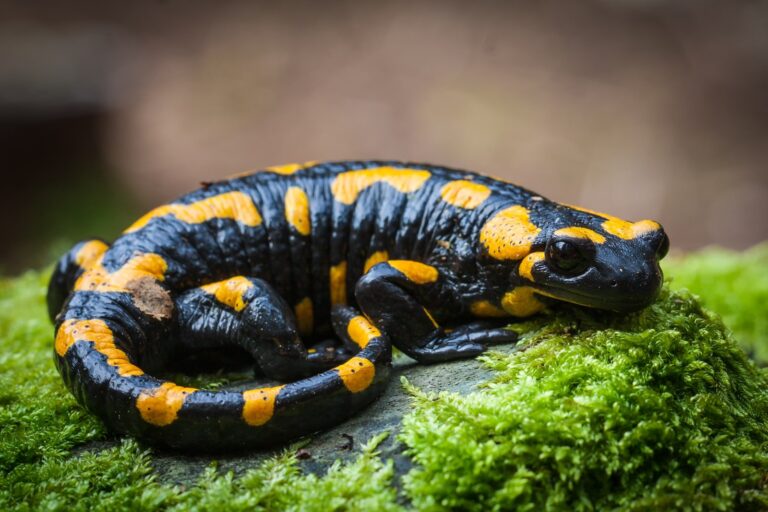 How These 10 Dazzling but Dangerous Animals Use Colors for Protection ...