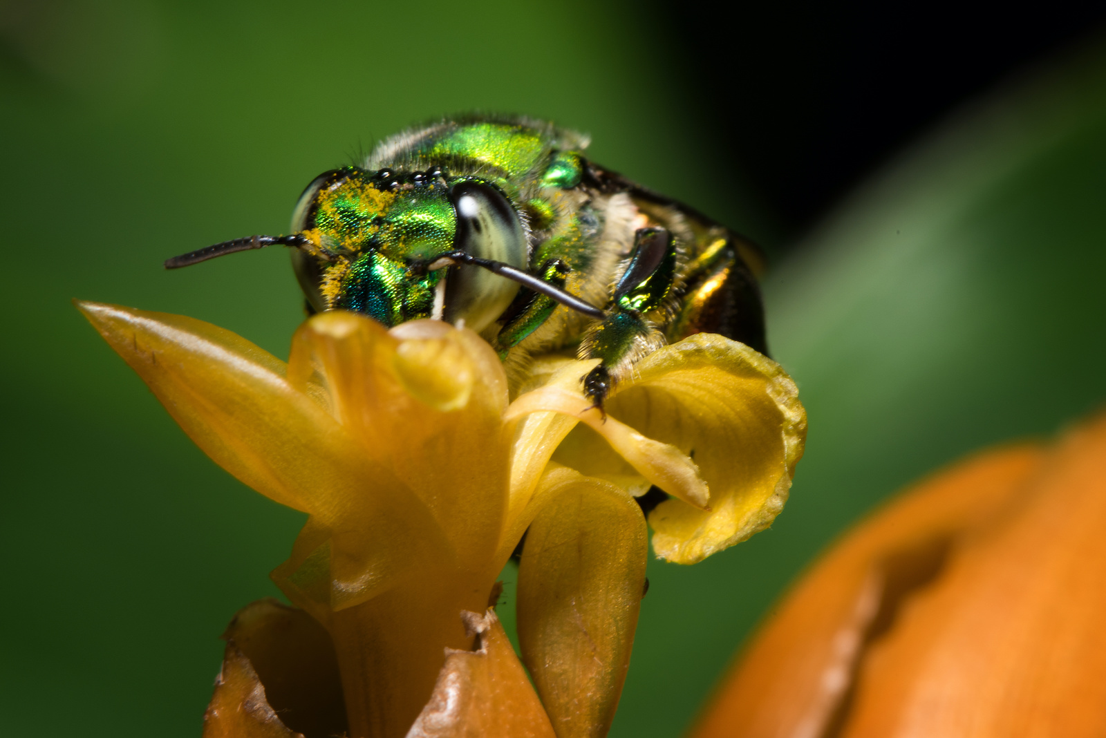 Discover the 50+ Green Colors Hidden in the Amazon Rainforest | Color ...