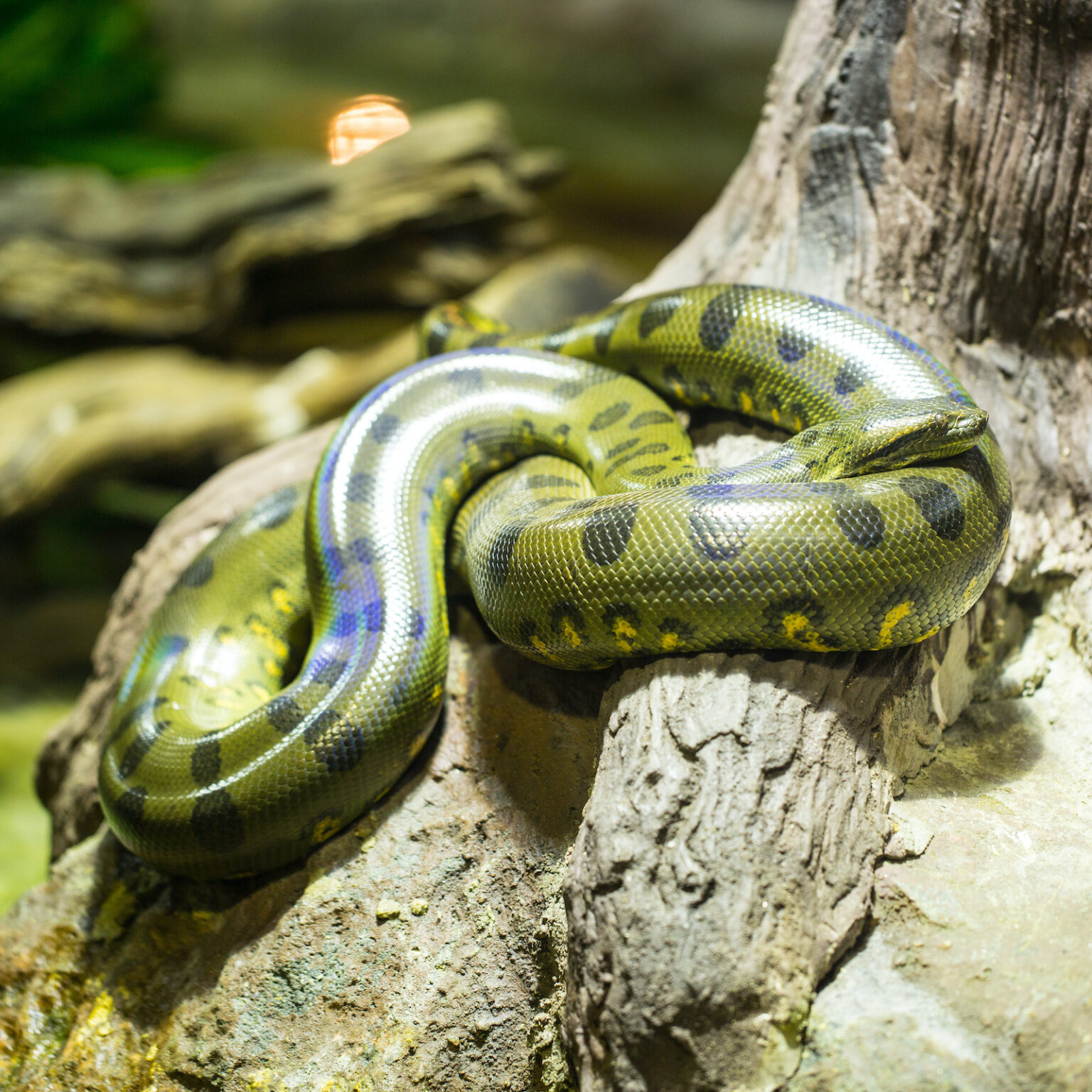 Discover the 50+ Green Colors Hidden in the Amazon Rainforest | Color ...