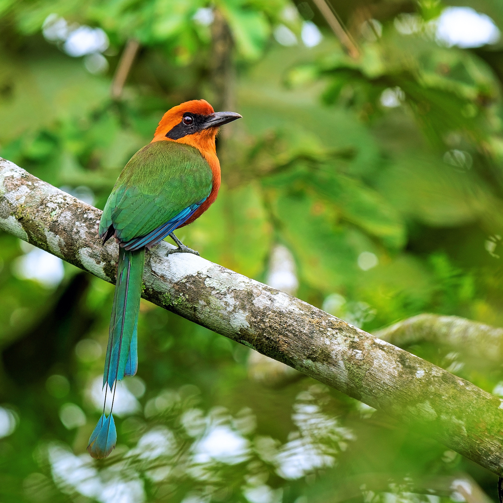 Discover the 50+ Green Colors Hidden in the Amazon Rainforest | Color ...